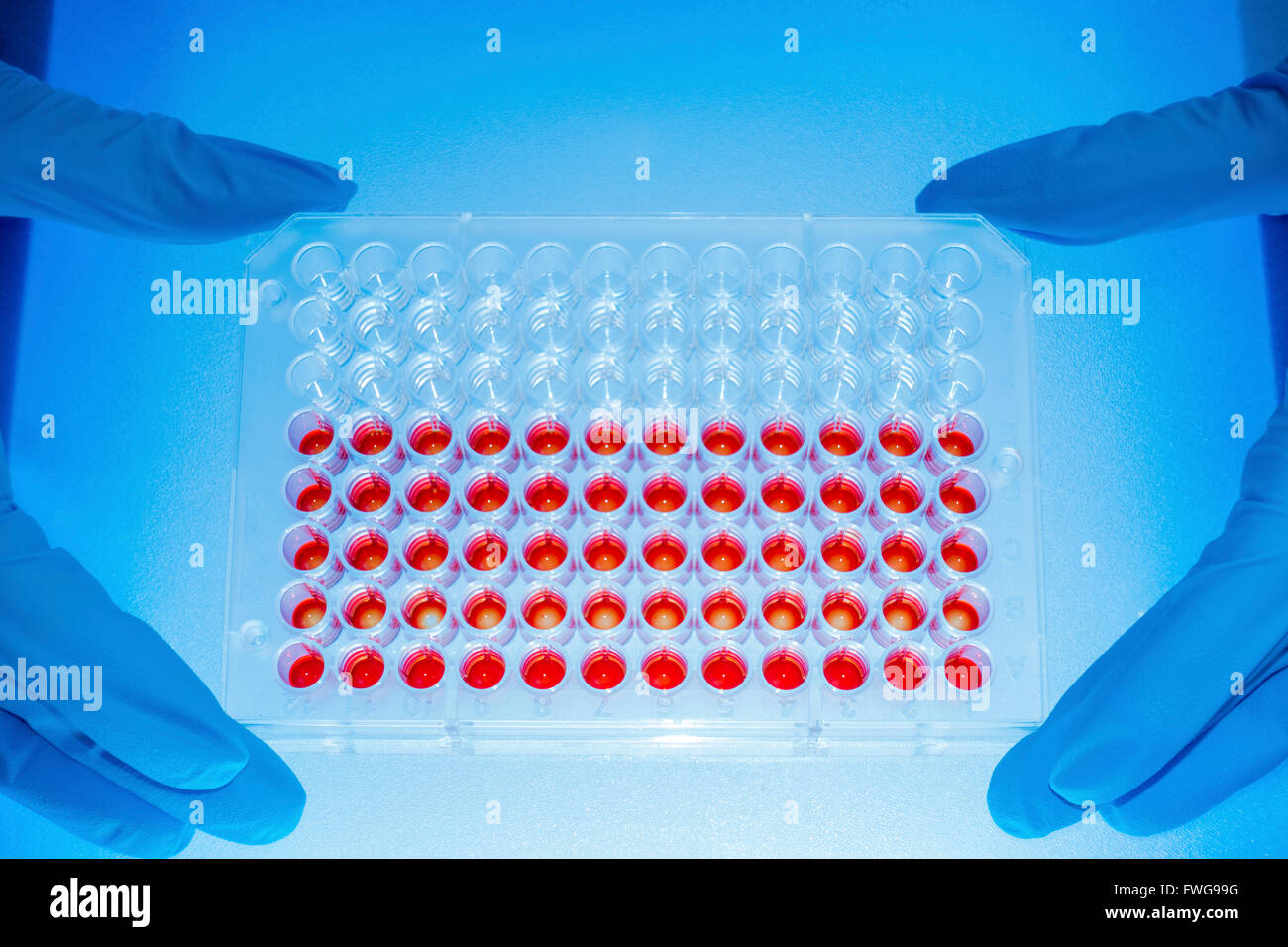 Microbiology samples in a multiwell tray Stock Photo - Alamy