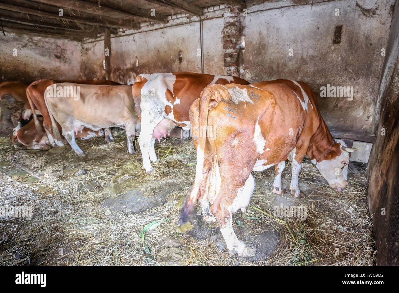 A group of cows in a barn eating hay Stock Photo - Alamy