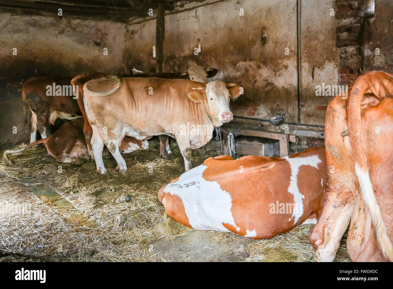 Cow Milking Barn Stock Photos & Cow Milking Barn Stock Images - Alamy