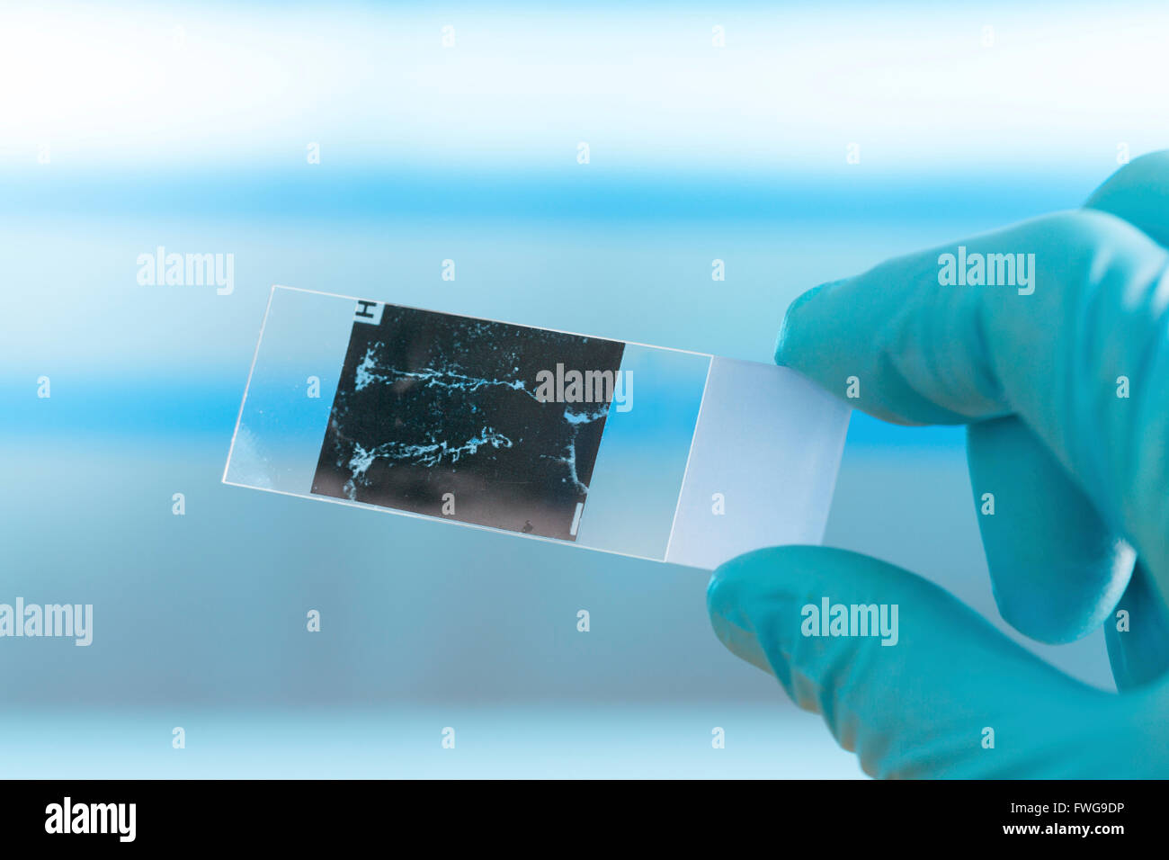 Lab technician holding a microscope slide Stock Photo - Alamy