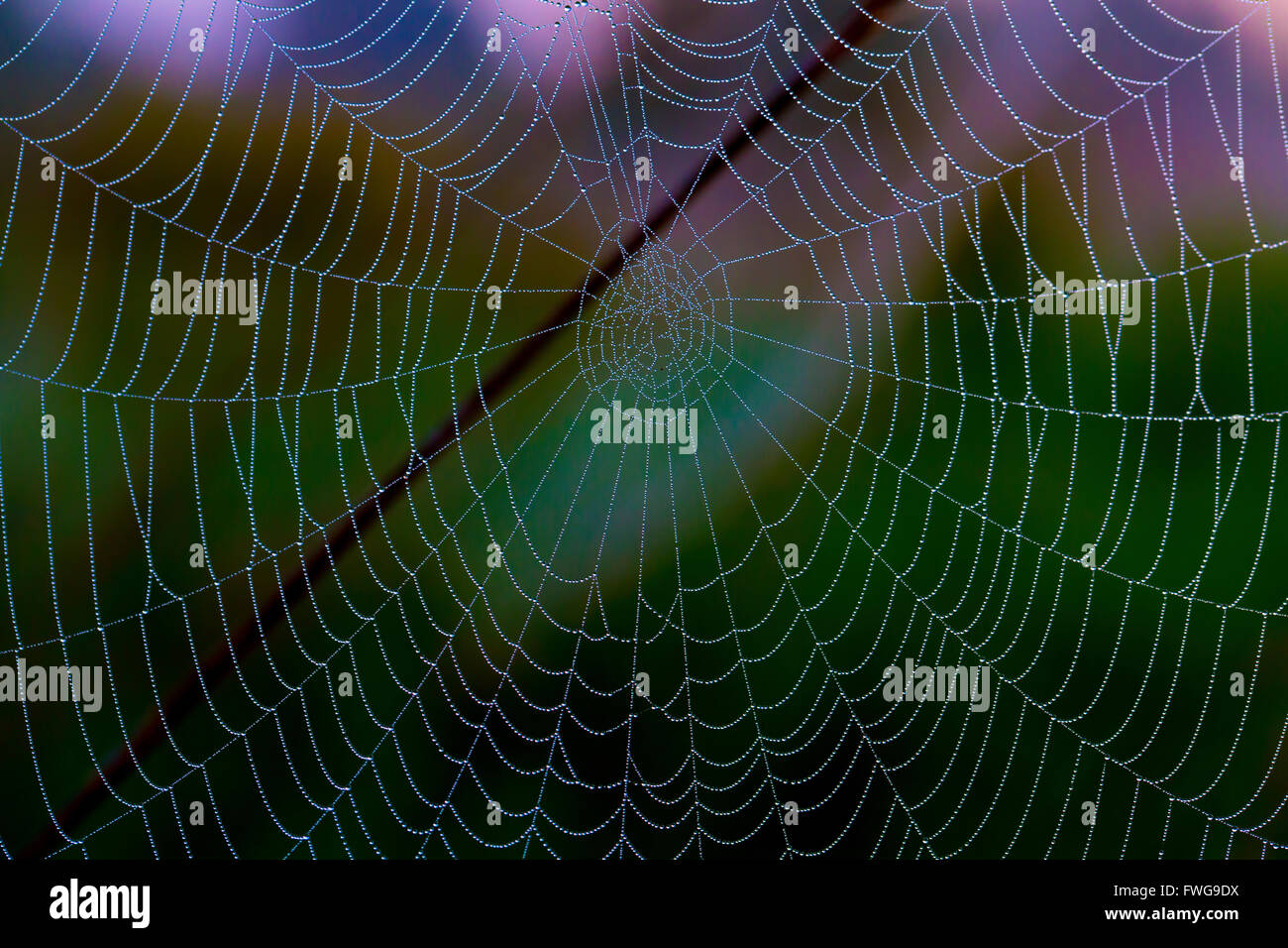 Spider web, close up Stock Photo - Alamy