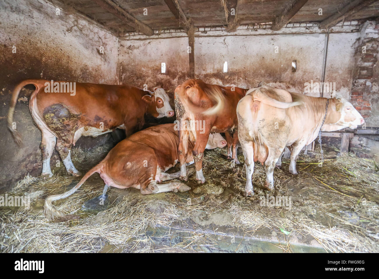 A group of cows in a barn Stock Photo - Alamy