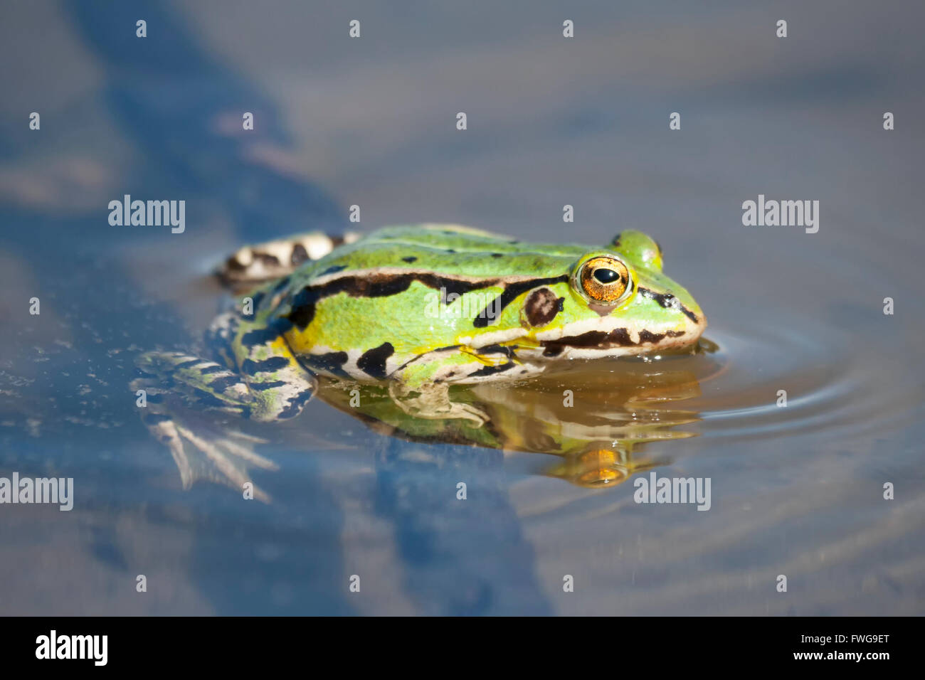 Edible green frog in the shallow water of lake Stock Photo - Alamy