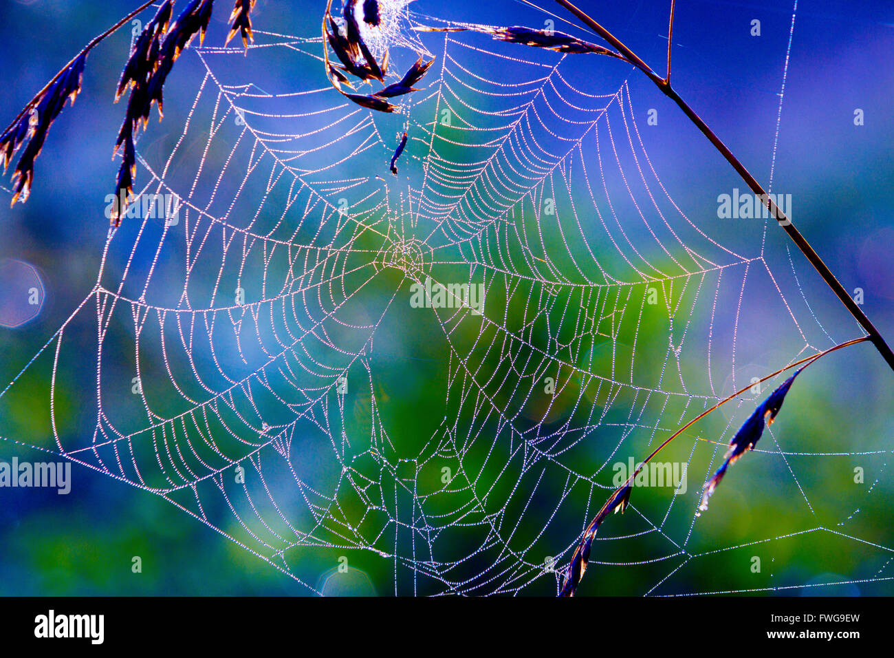 Spider web, close up Stock Photo - Alamy