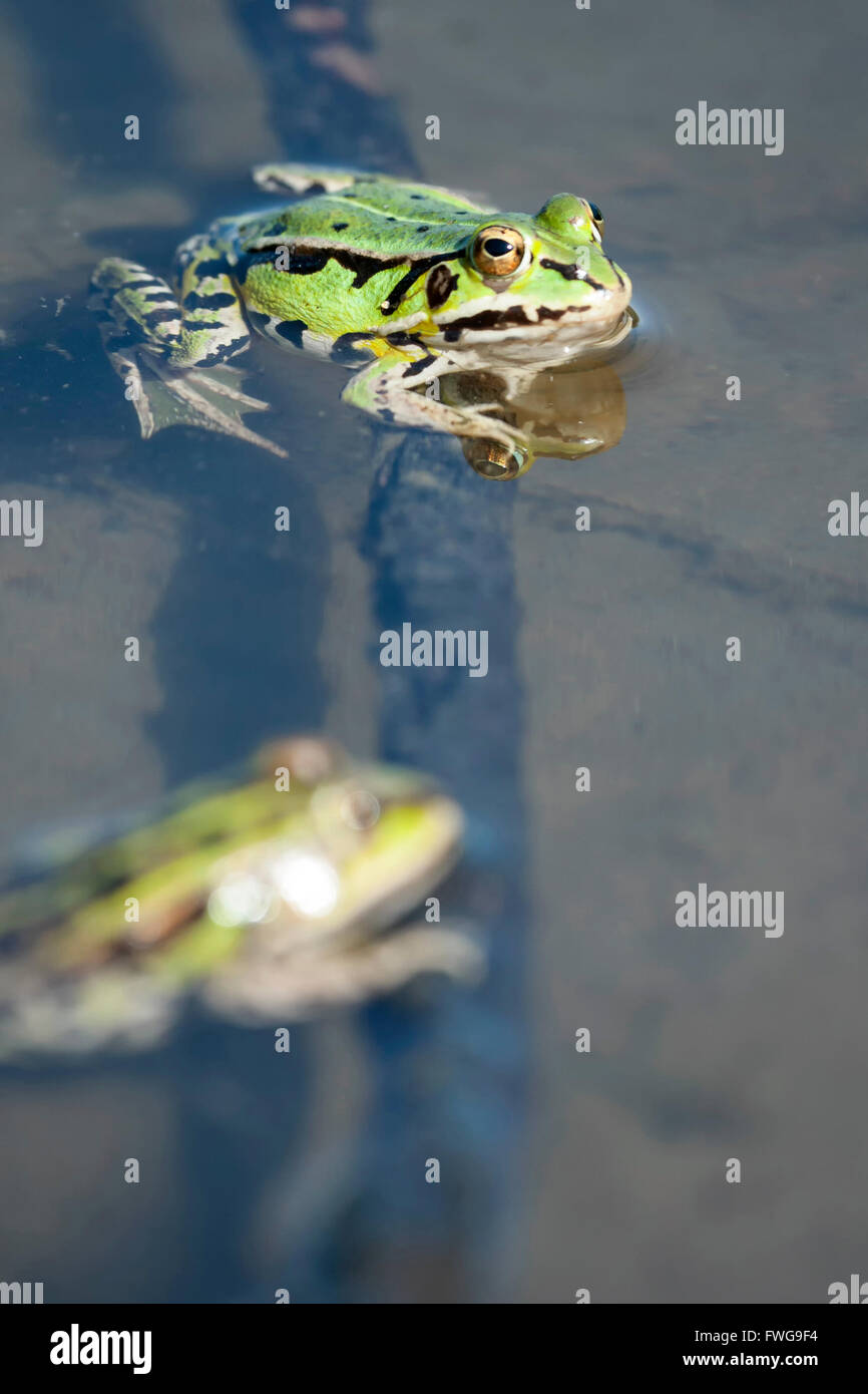 Two small frogs in water hi-res stock photography and images - Alamy