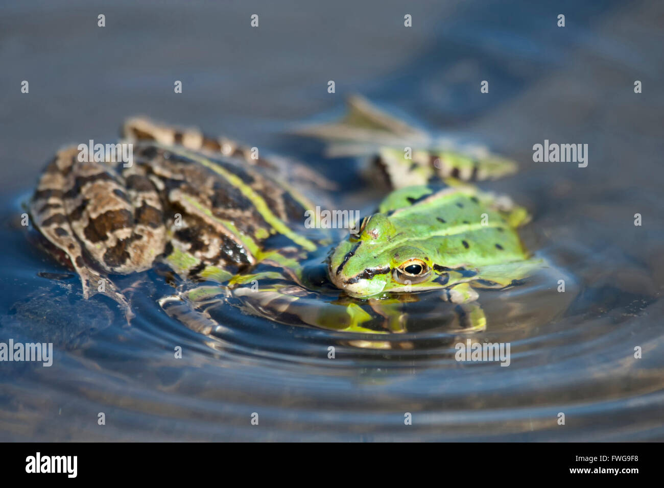Two green frogs in the shallow water of lake Stock Photo - Alamy