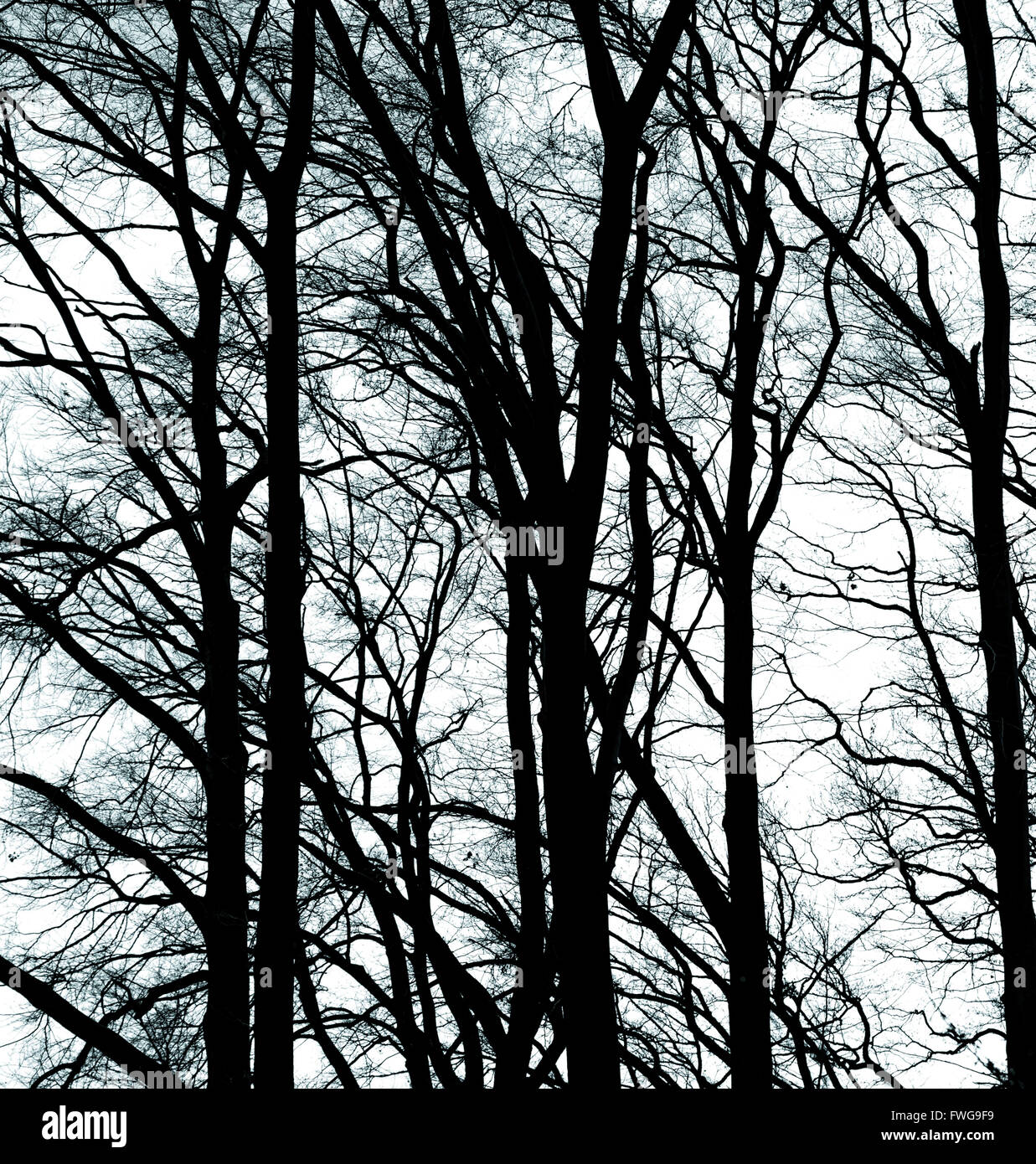 Branches of a tree Stock Photo - Alamy