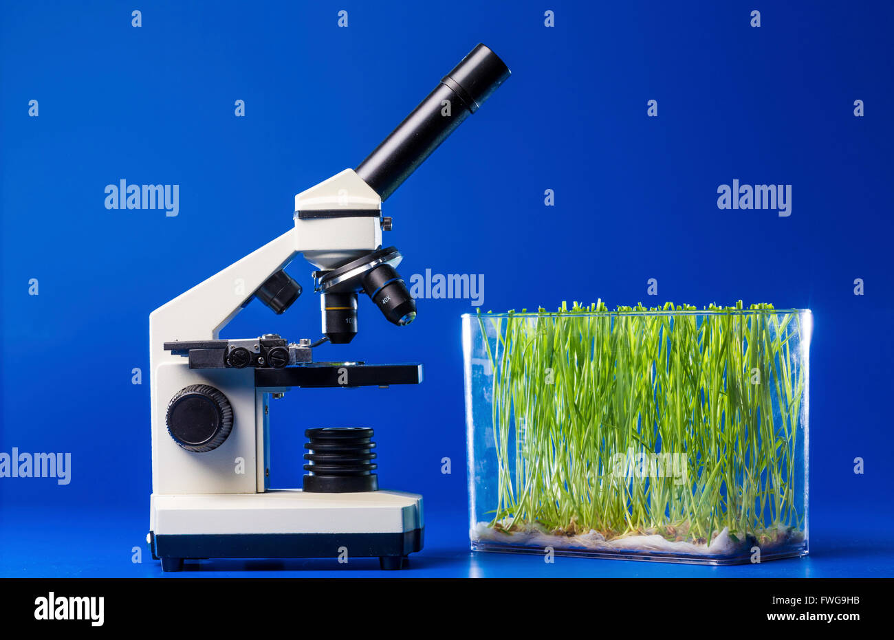 Plants growing in a container with a microscope Stock Photo - Alamy