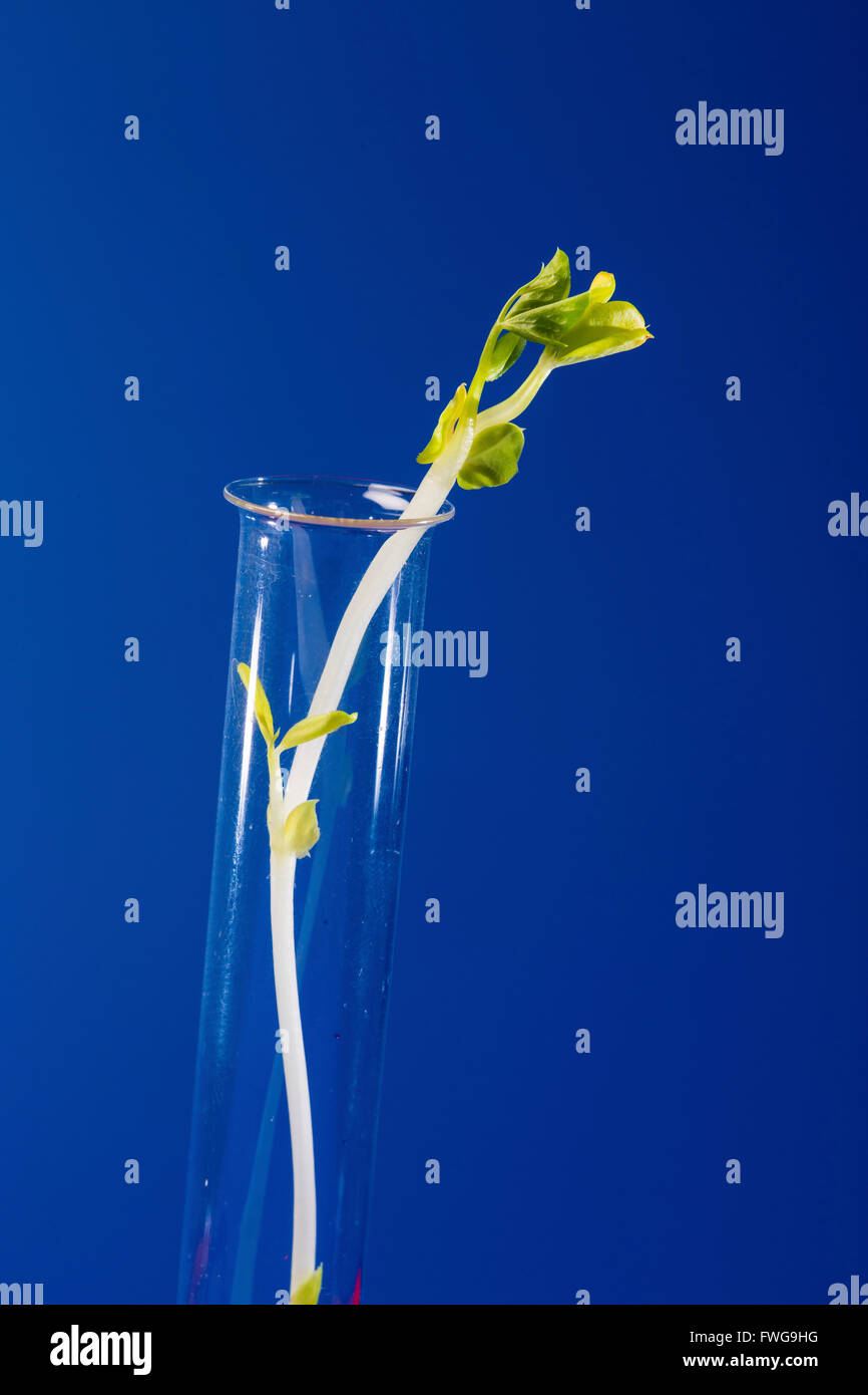 Seedling growing in a test tube Stock Photo - Alamy