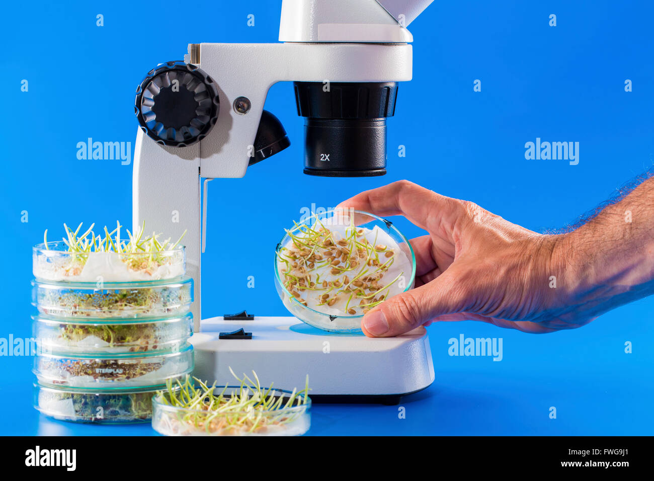 Seeds sprouting in a petri dish under a microscope Stock Photo - Alamy