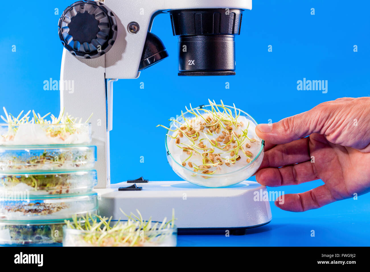 Seeds sprouting in a petri dish under a microscope Stock Photo - Alamy