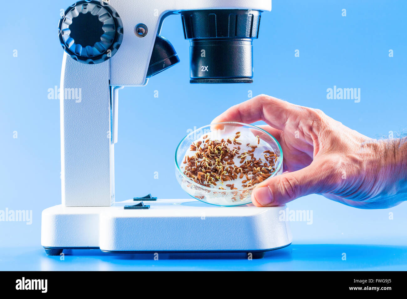 Seed germinating microscope hi-res stock photography and images - Alamy