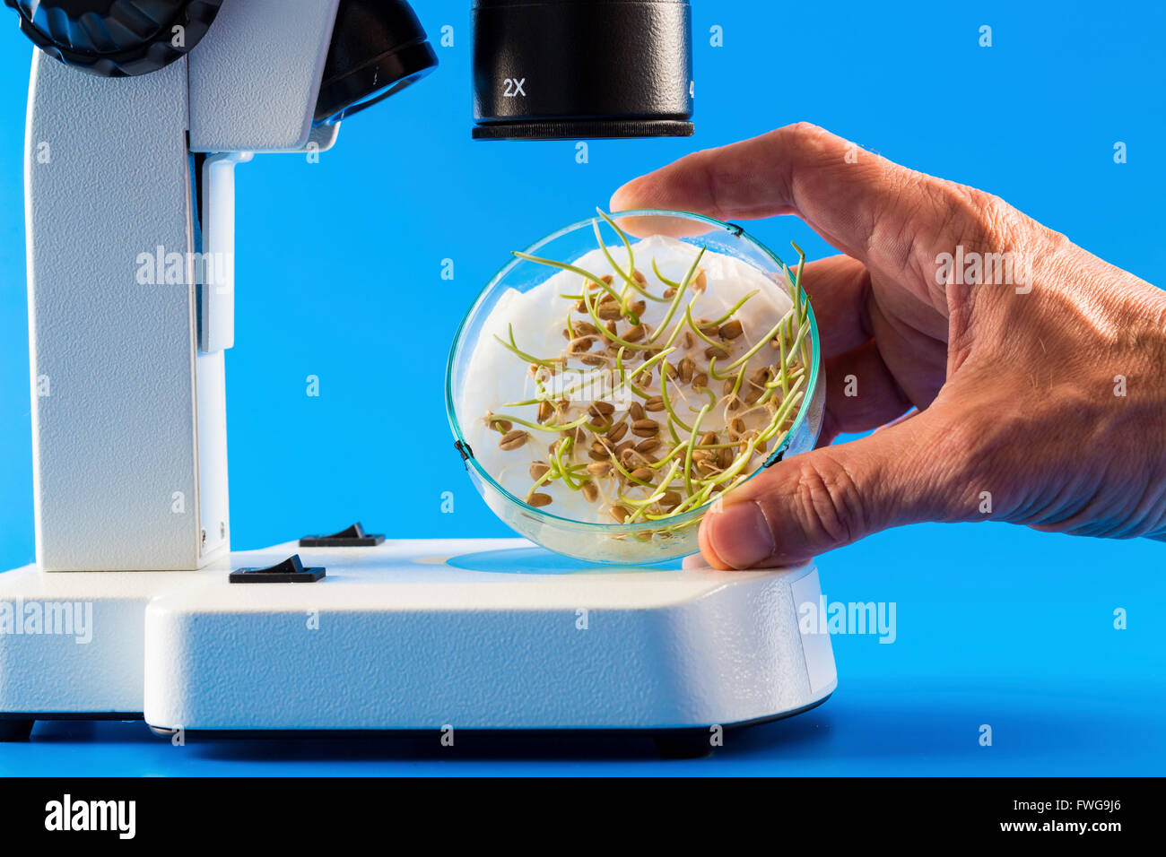 Seeds sprouting in a petri dish under a microscope Stock Photo - Alamy