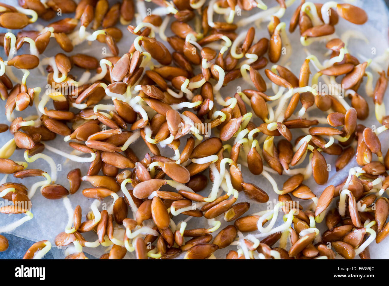 Seeds sprouting in the laboratory Stock Photo - Alamy