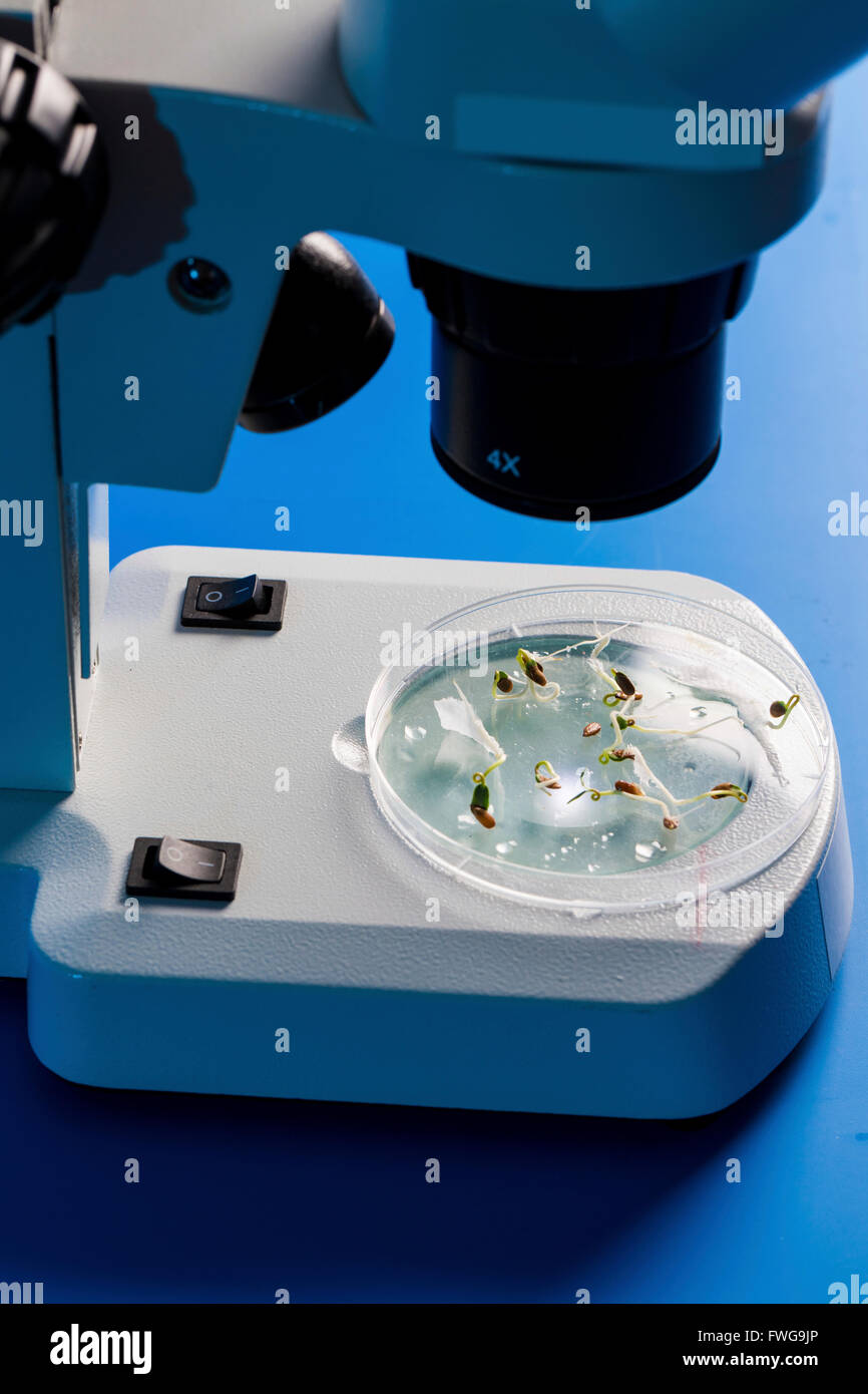 Medical microscope and seedlings Stock Photo - Alamy