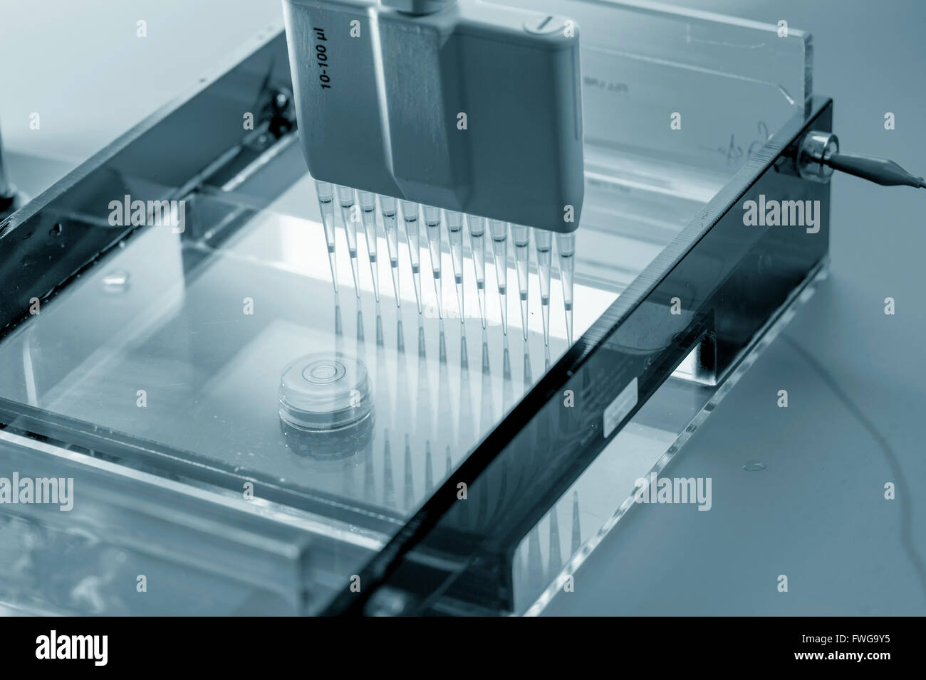 Multi pipette in the laboratory Stock Photo - Alamy