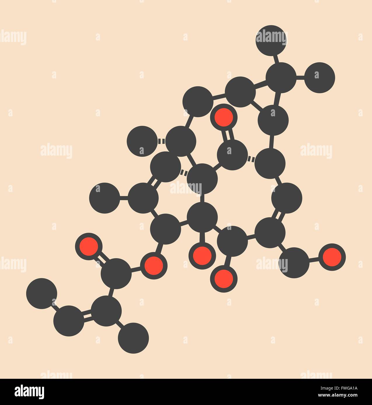 ingenol mebutate (ingenol-3-angelate) actinic keratosis treatment drug ...