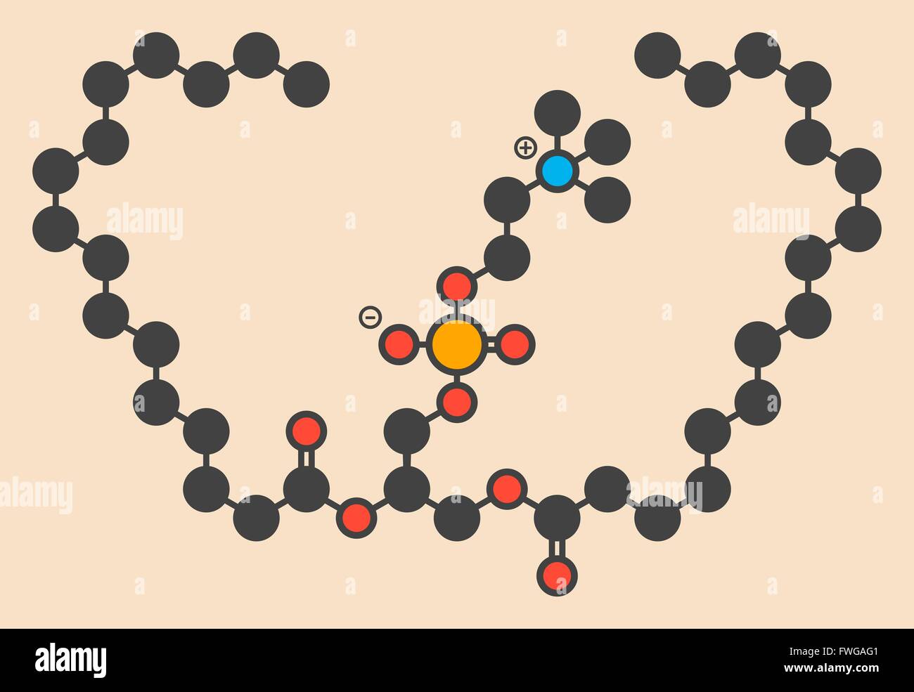 DPPC pulmonary surfactant molecule Chemical structure of ...
