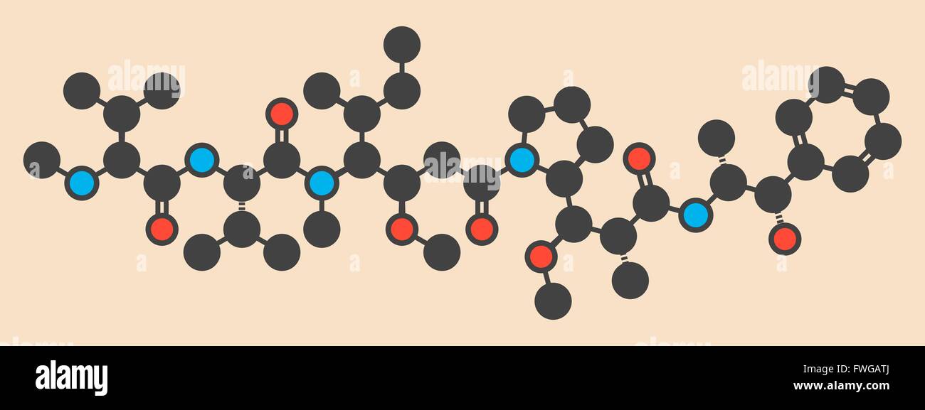 Monomethyl auristatin E (MMAE vedotin) the cytotoxic payload of ...