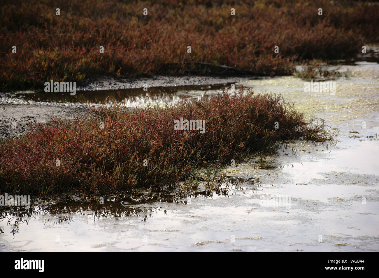 Riparian zone hi-res stock photography and images - Alamy