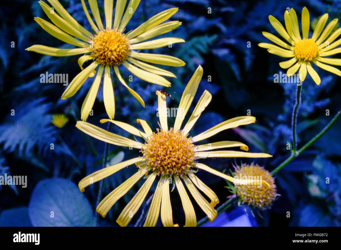 Typical Tuscany flowers near the Chianti area, Italy Stock Photo - Alamy