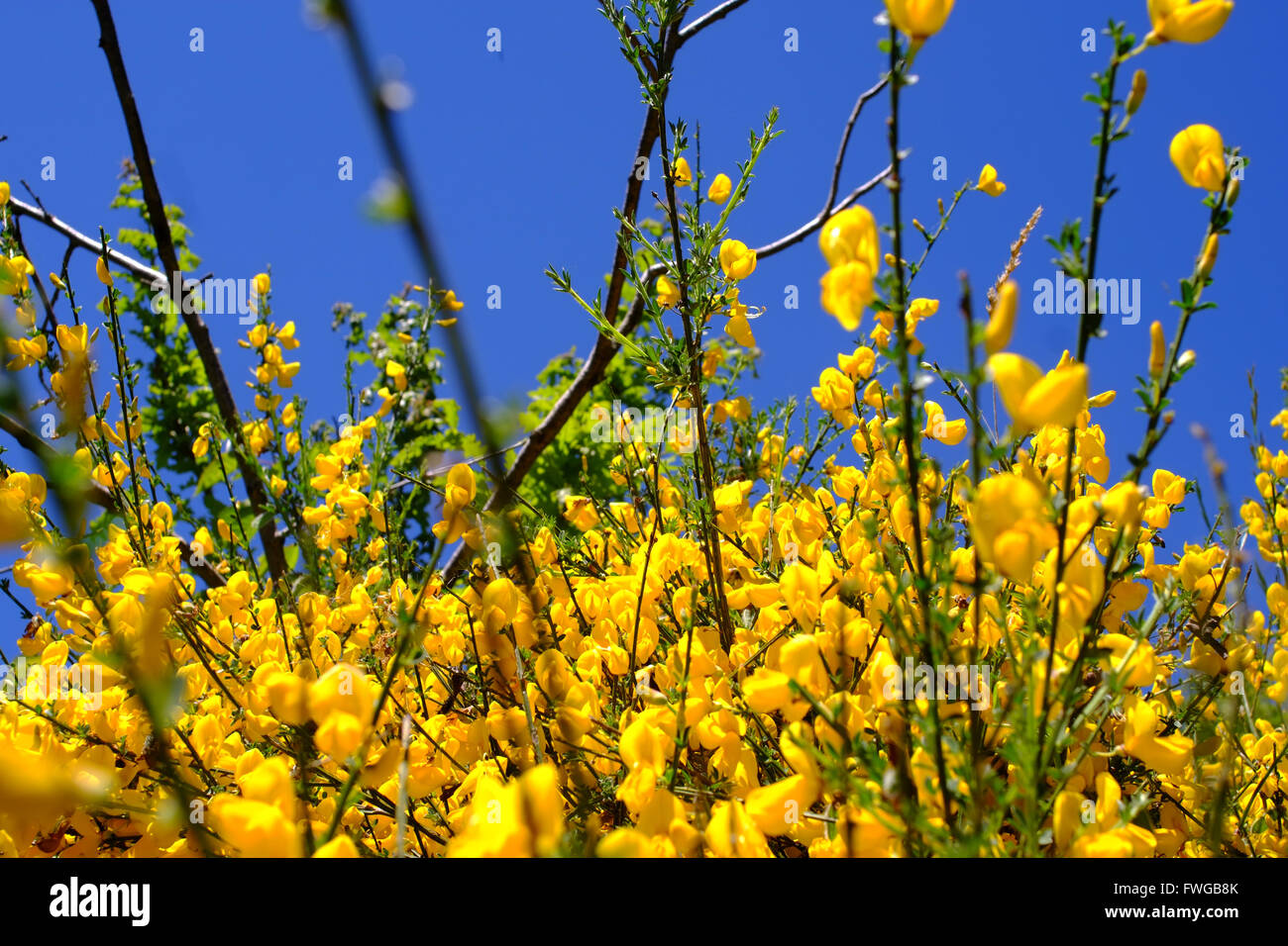 Typical Tuscany flowers near the Chianti area, Italy Stock Photo - Alamy