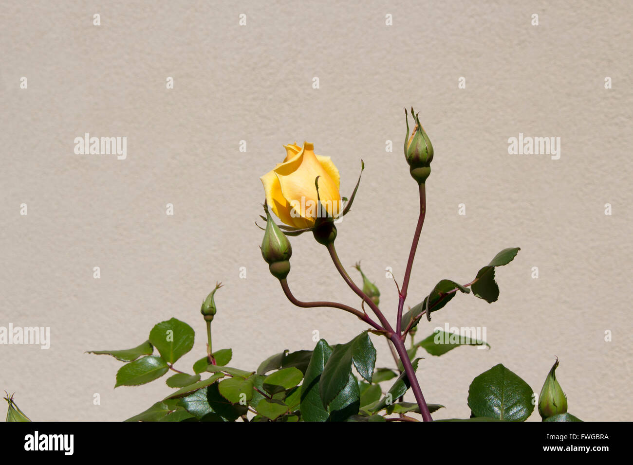 Yellow hybrid tea roses about to bloom against a white painted concrete ...