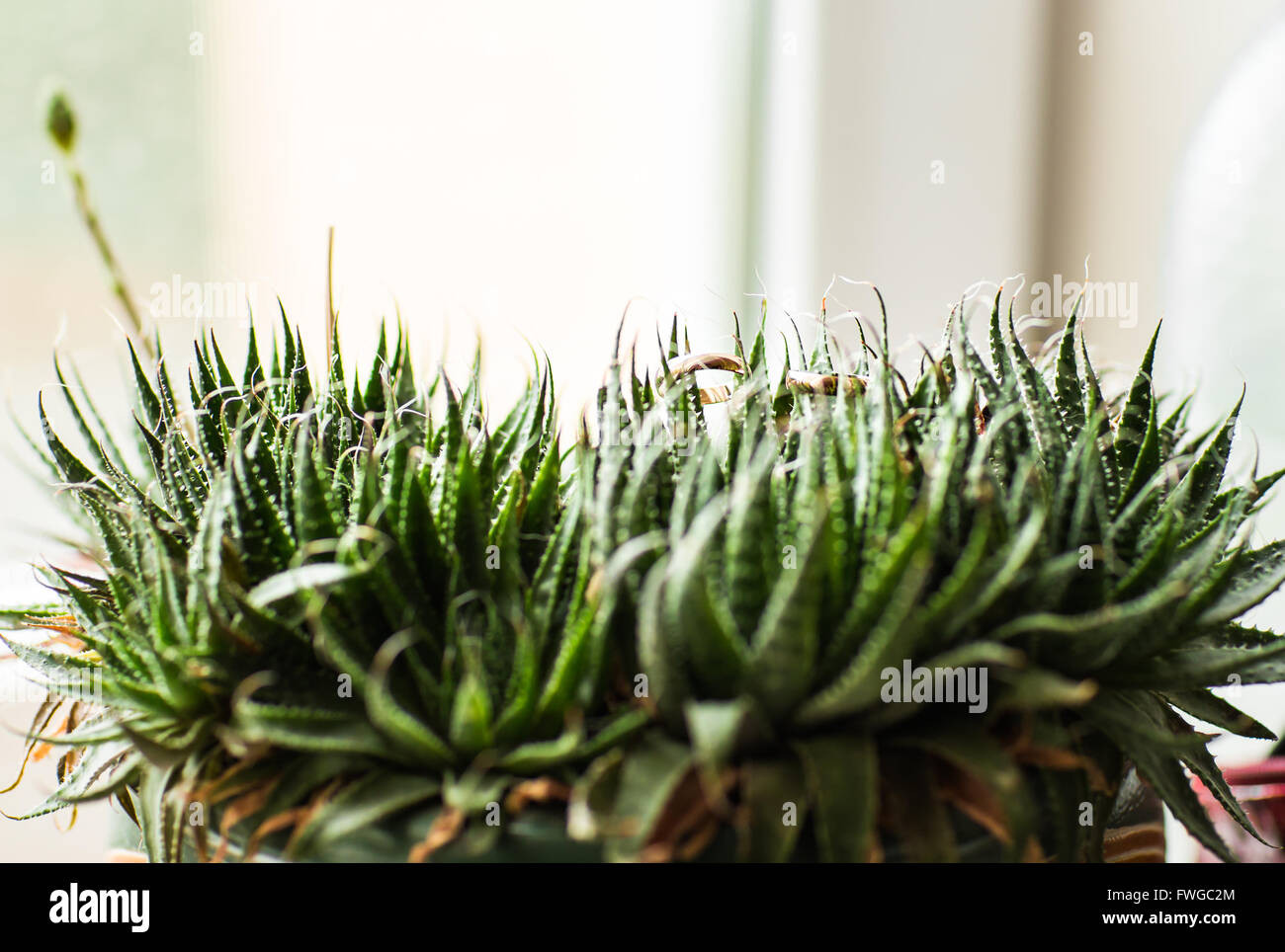 gold wedding rings on the green plant Stock Photo - Alamy