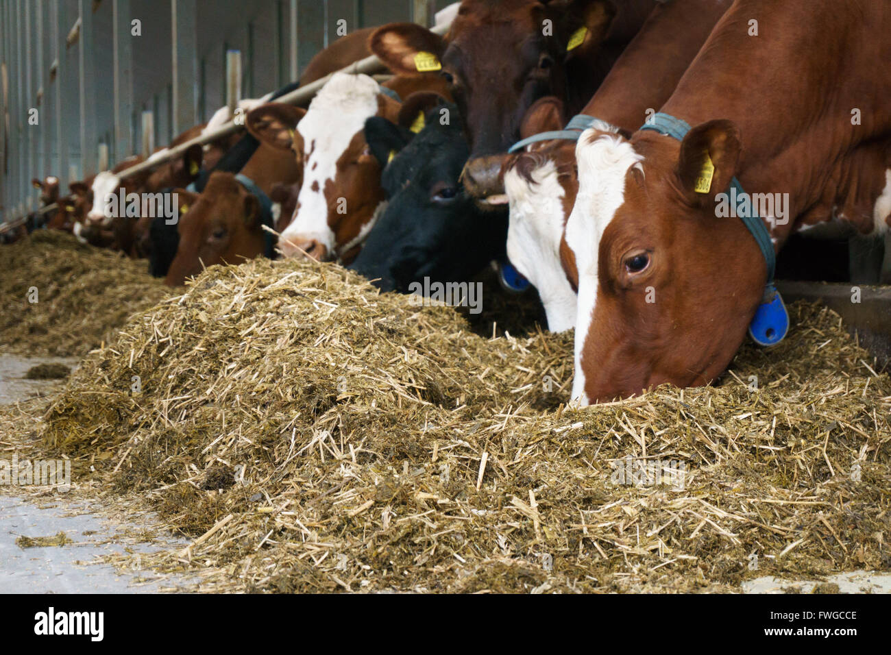 Cows in dairy farm cowshed hi-res stock photography and images - Alamy