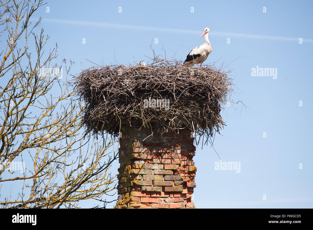 Stork nest chimney hi-res stock photography and images - Alamy