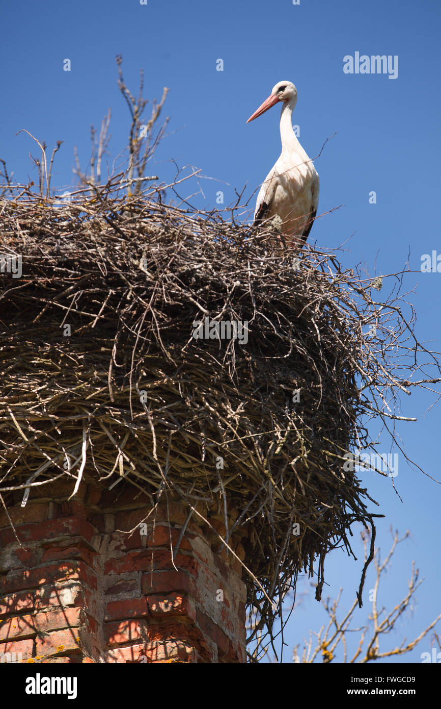 Stork nest chimney hi-res stock photography and images - Alamy