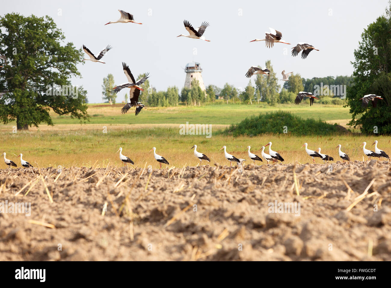 Flock of white storks on the field preparing for autumn migration Stock ...