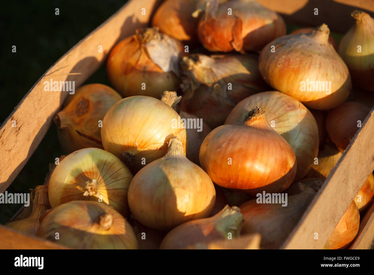 Organic onions in a box close-up Stock Photo - Alamy