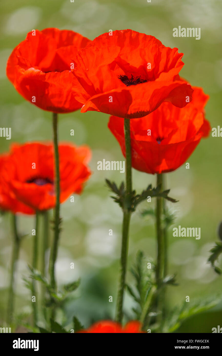 Red poppy cutout hi-res stock photography and images - Alamy