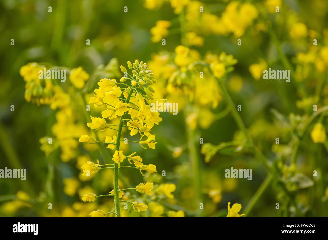 Rapeseed spring flowers Stock Photo - Alamy