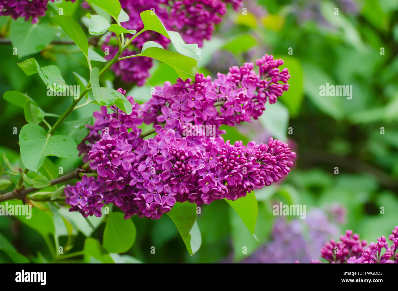 Spring lilac flowers Stock Photo - Alamy