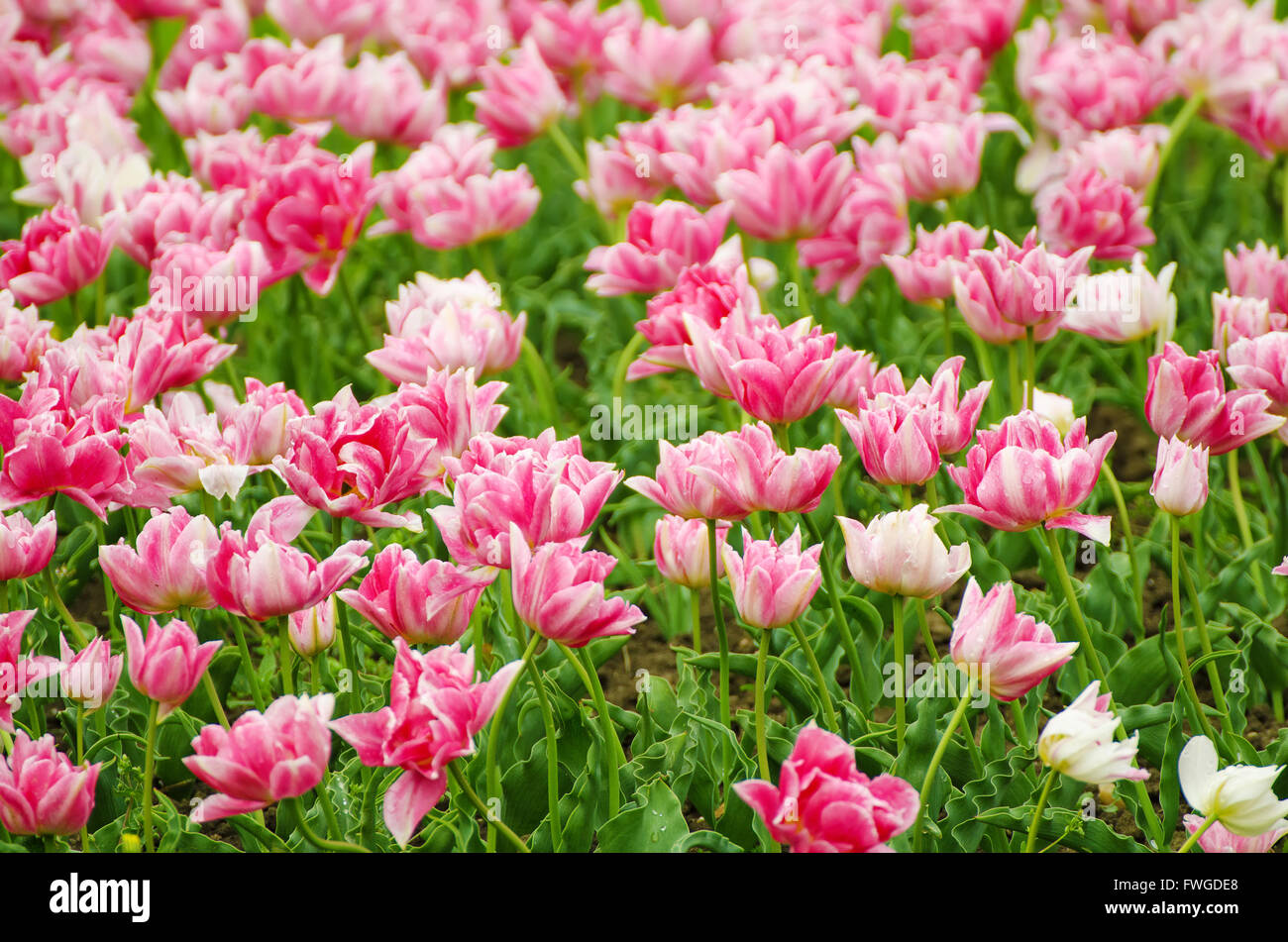 Pink beautiful tulips Stock Photo - Alamy