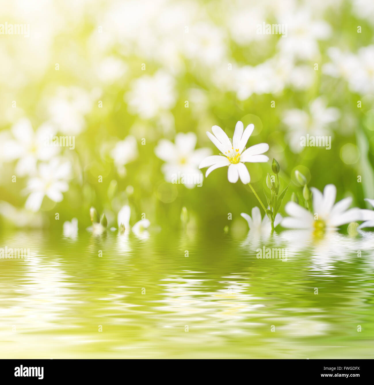 White spring flowers Stock Photo - Alamy