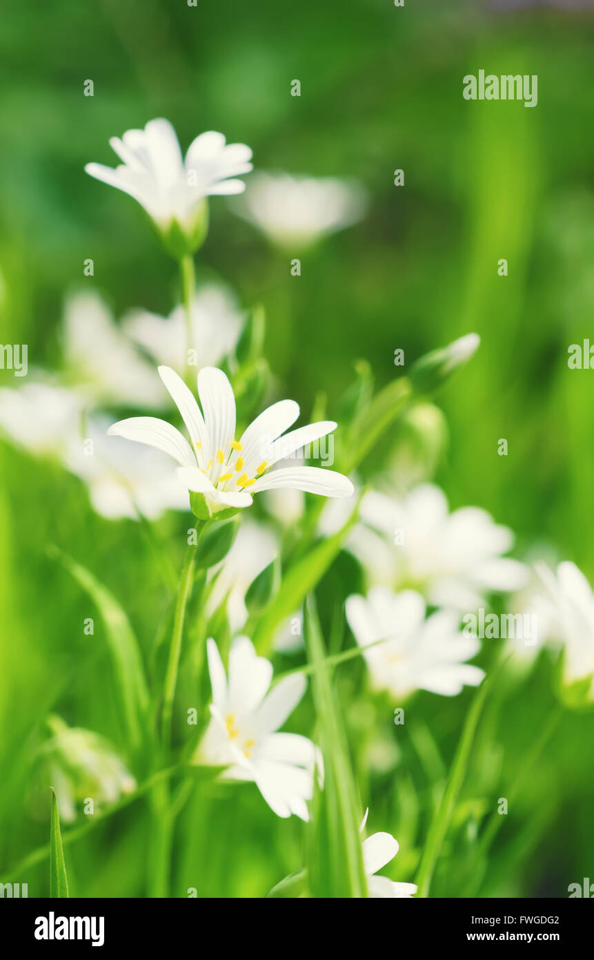 White spring flowers Stock Photo - Alamy