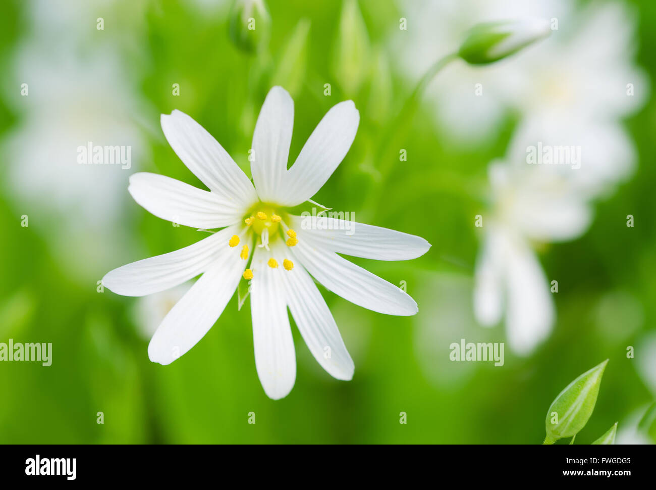 White spring flowers Stock Photo - Alamy