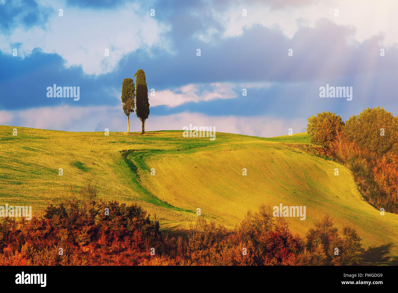 Landscape with trees Stock Photo - Alamy