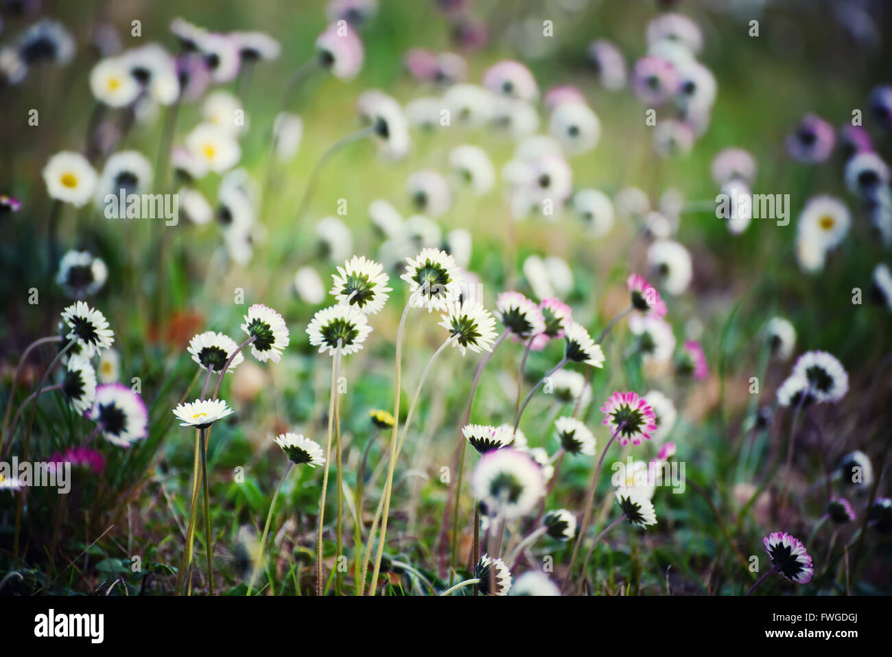 Spring marguerite flower Stock Photo - Alamy