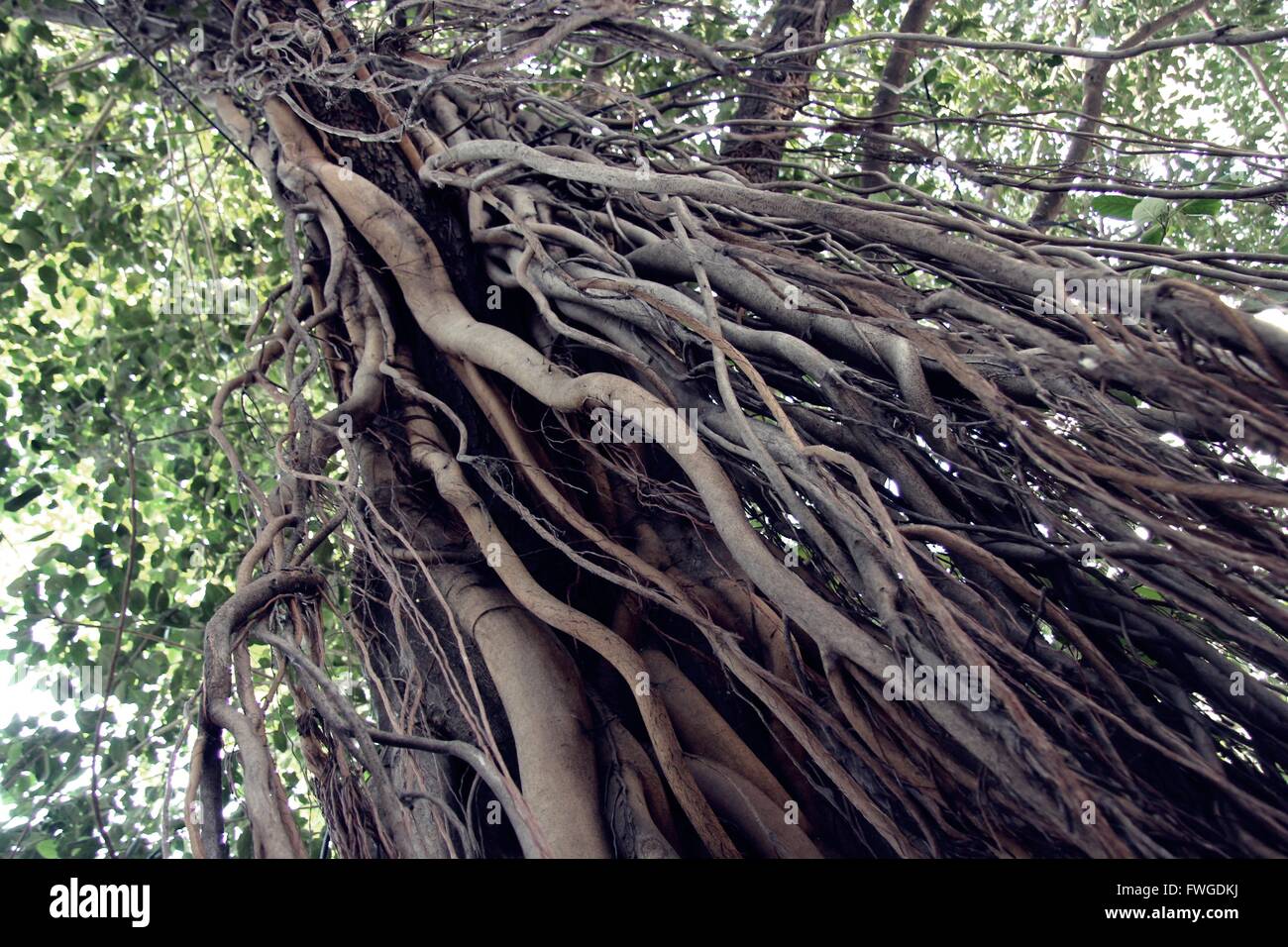 Creeper tree india hi-res stock photography and images - Alamy