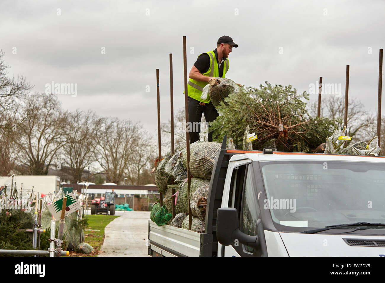 A man loading a lorry with pine trees for the Christmas tree market ...