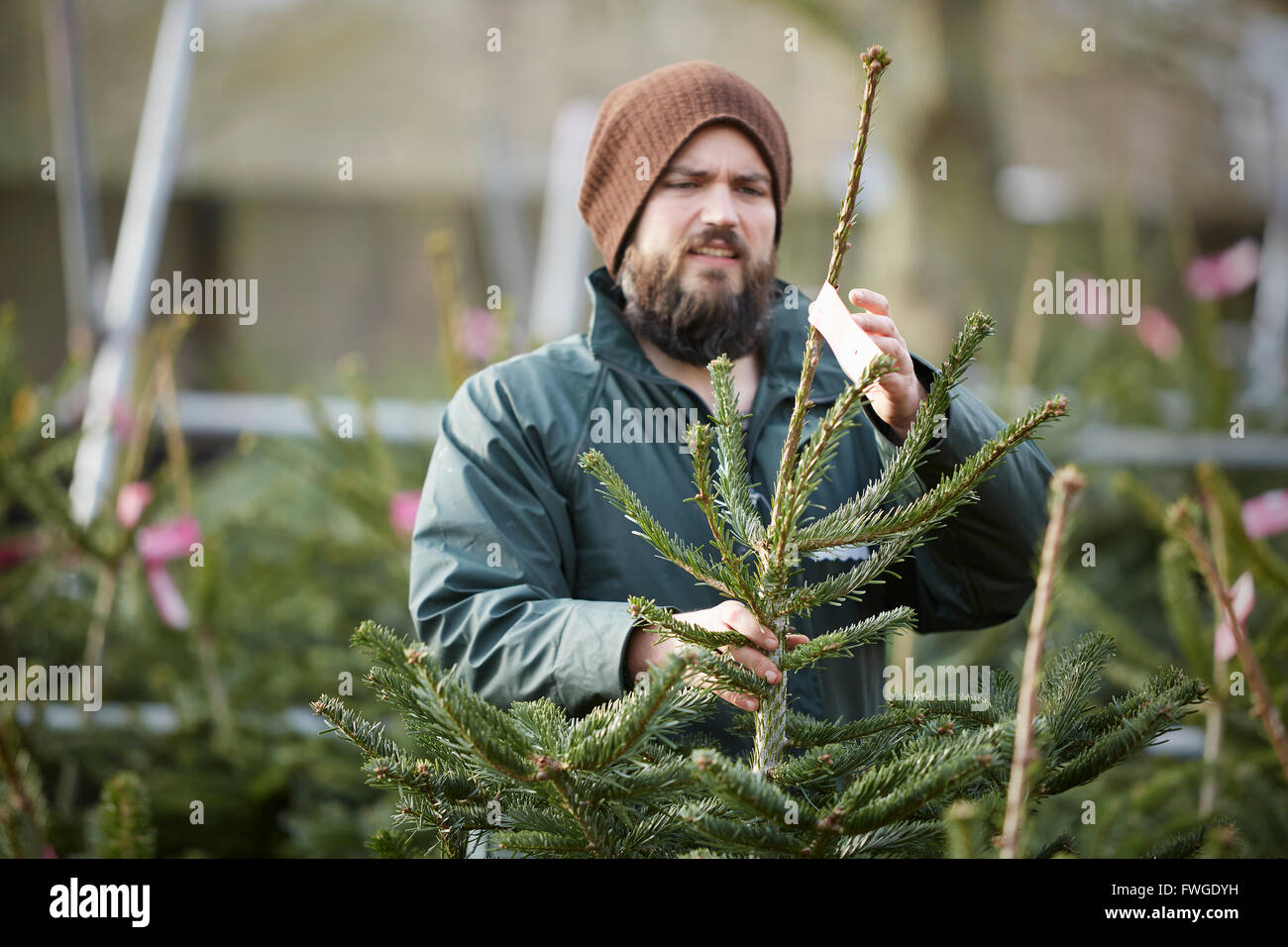 Man in tall tree hi-res stock photography and images - Alamy