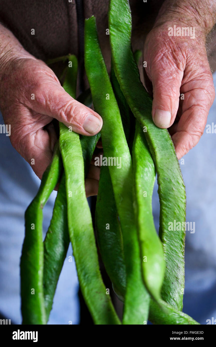 A man holding a handful of long vivid green runner beans, fresh ...