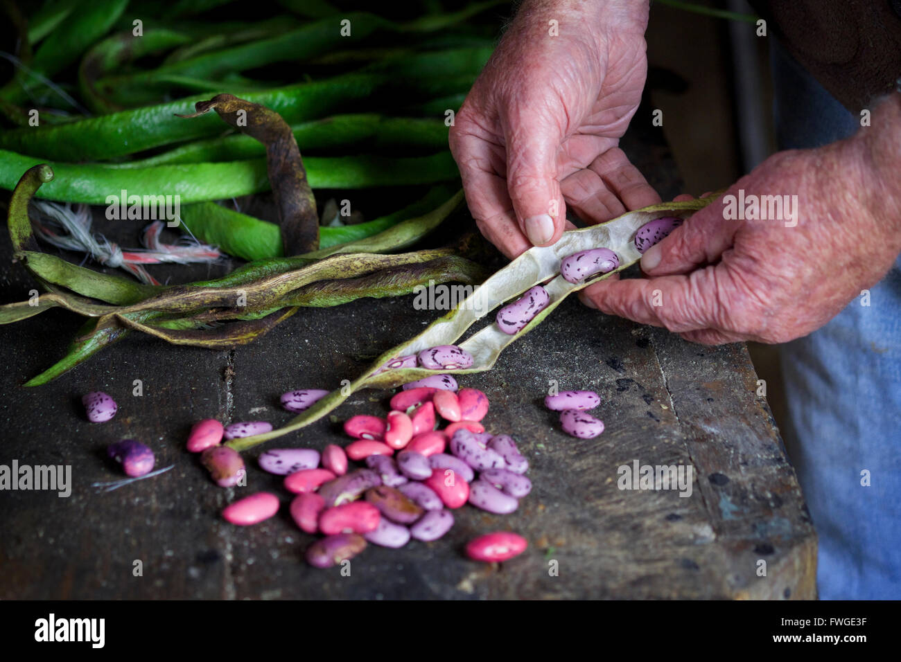 A man taking runner bean seeds out of the dried pods Stock Photo - Alamy