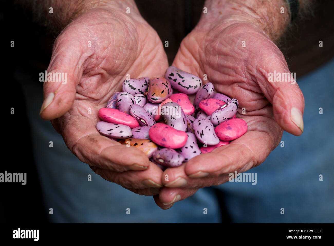 A man holding a handful of runner bean seeds, speckled pink, purple and ...