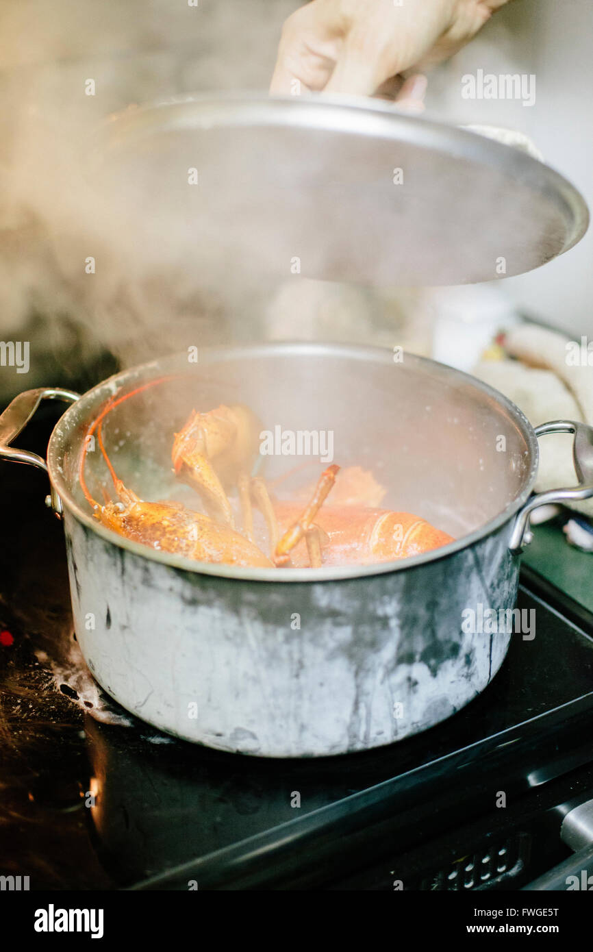 A lobster cooking in a pot Stock Photo - Alamy