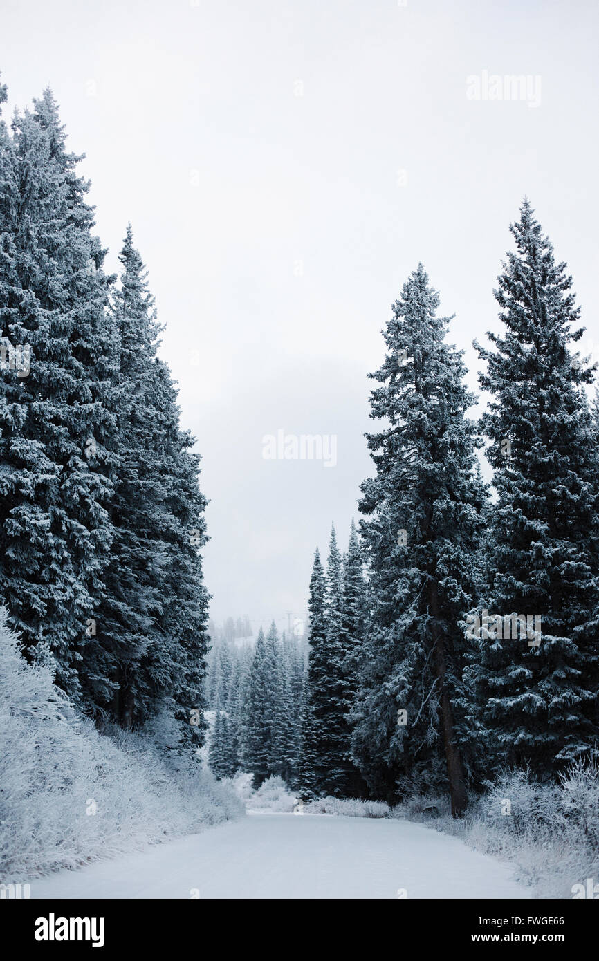 Path in woodland thick hi-res stock photography and images - Alamy